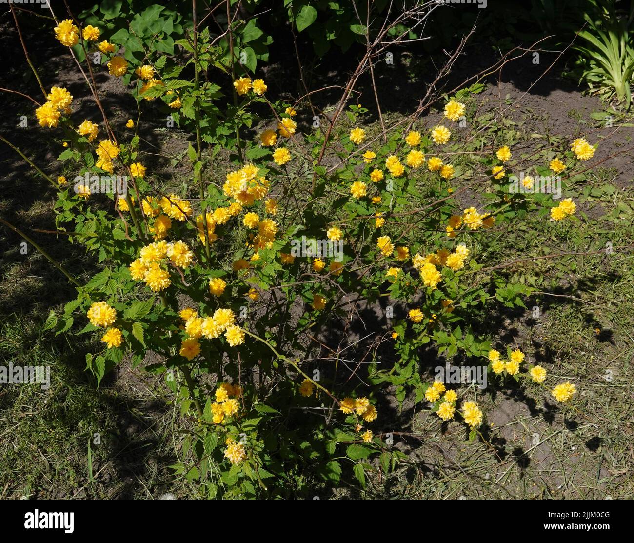 Close-up of yellow Kerria flowers are very delicate and beautiful Stock ...