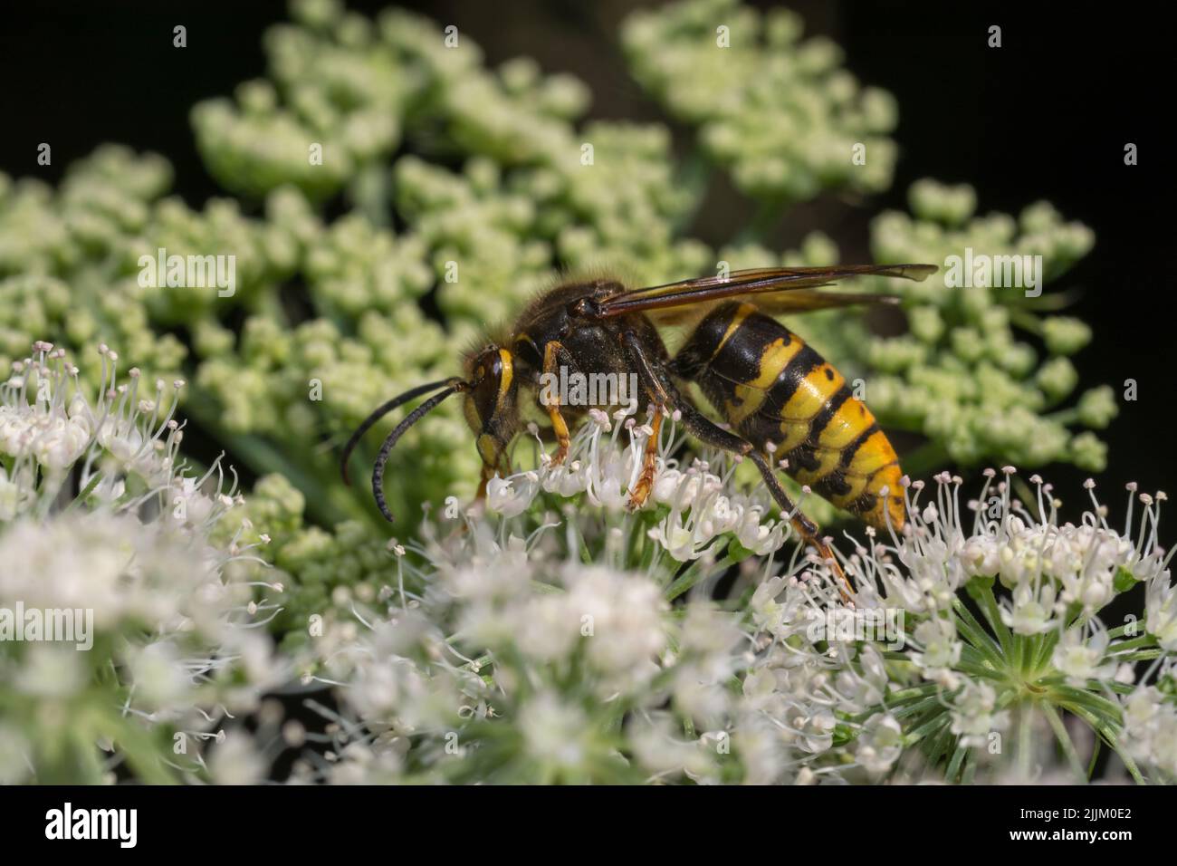 A closeup shot of an Asian hornet insect on a maple-leaved viburnum ...