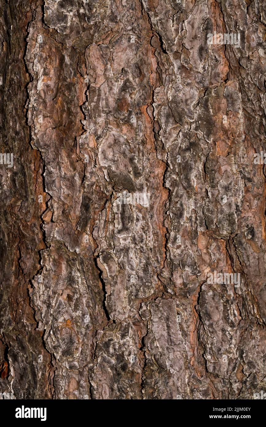 Dry tree texture hi-res stock photography and images - Alamy