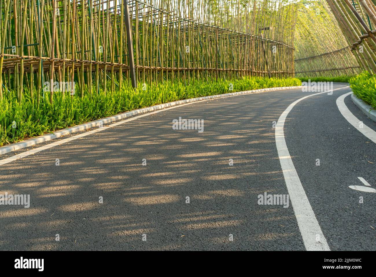 An empty asphalt road surrounded by bamboo trees Stock Photo - Alamy
