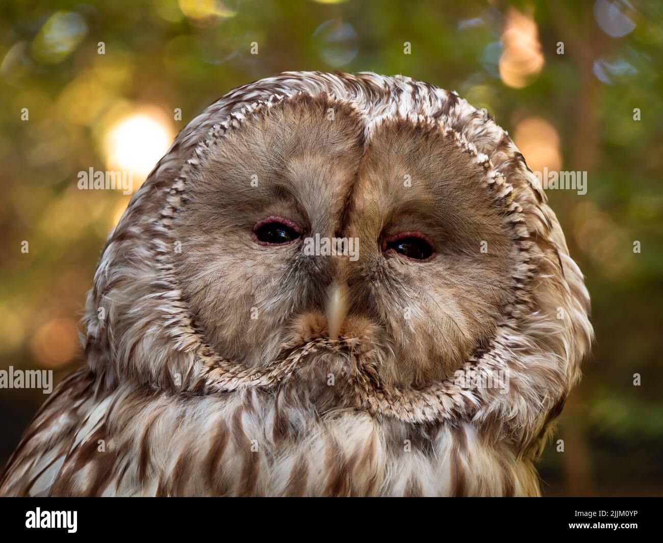 A portrait of a cute owl Stock Photo - Alamy
