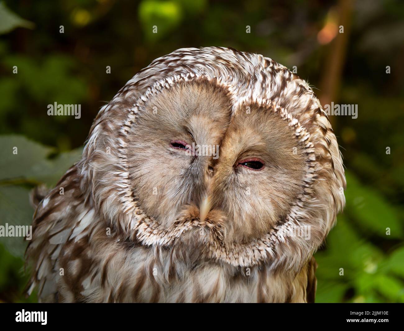 Beautiful owl in nature hi-res stock photography and images - Alamy