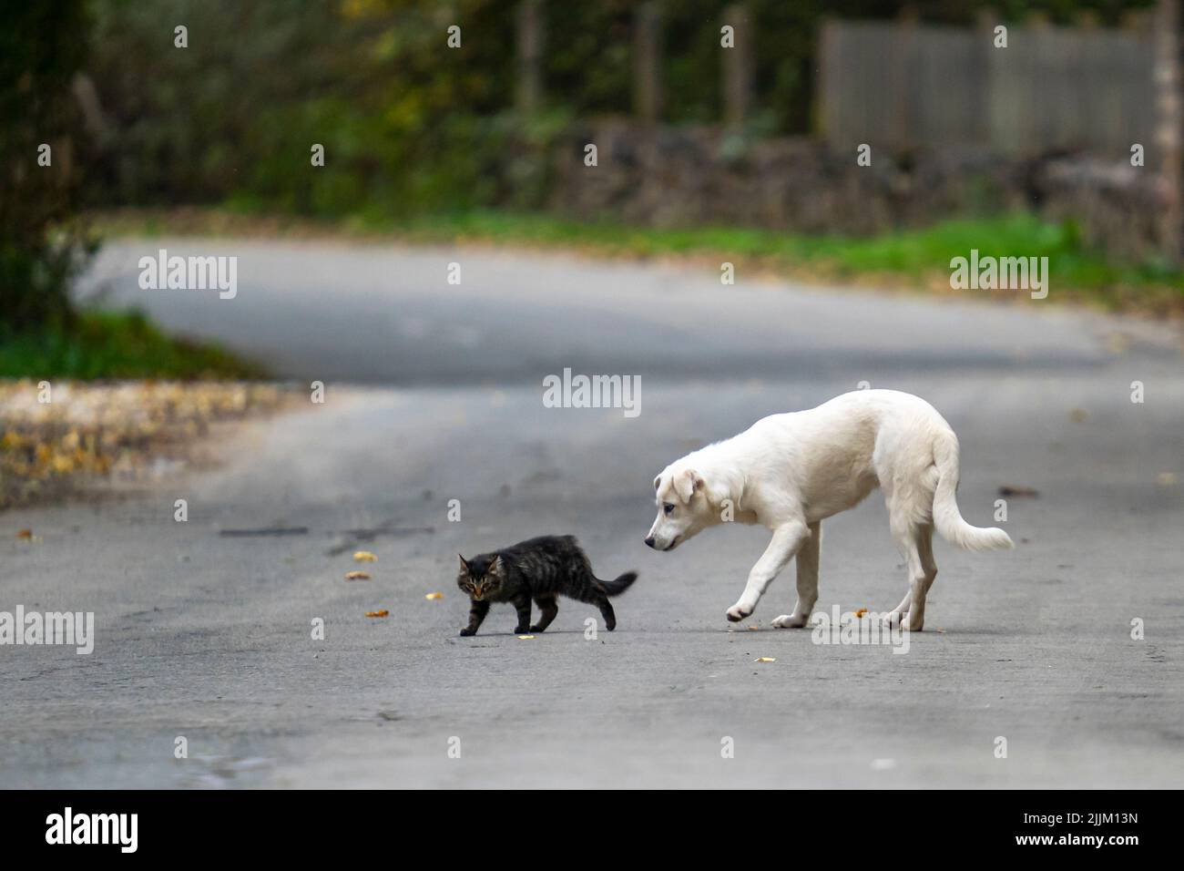 Friendly stray dog and cat walking outdoors Stock Photo - Alamy