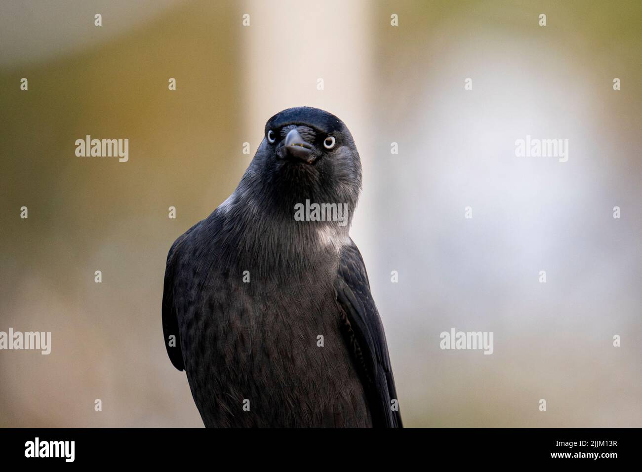 Jackdaw beak hi-res stock photography and images - Alamy
