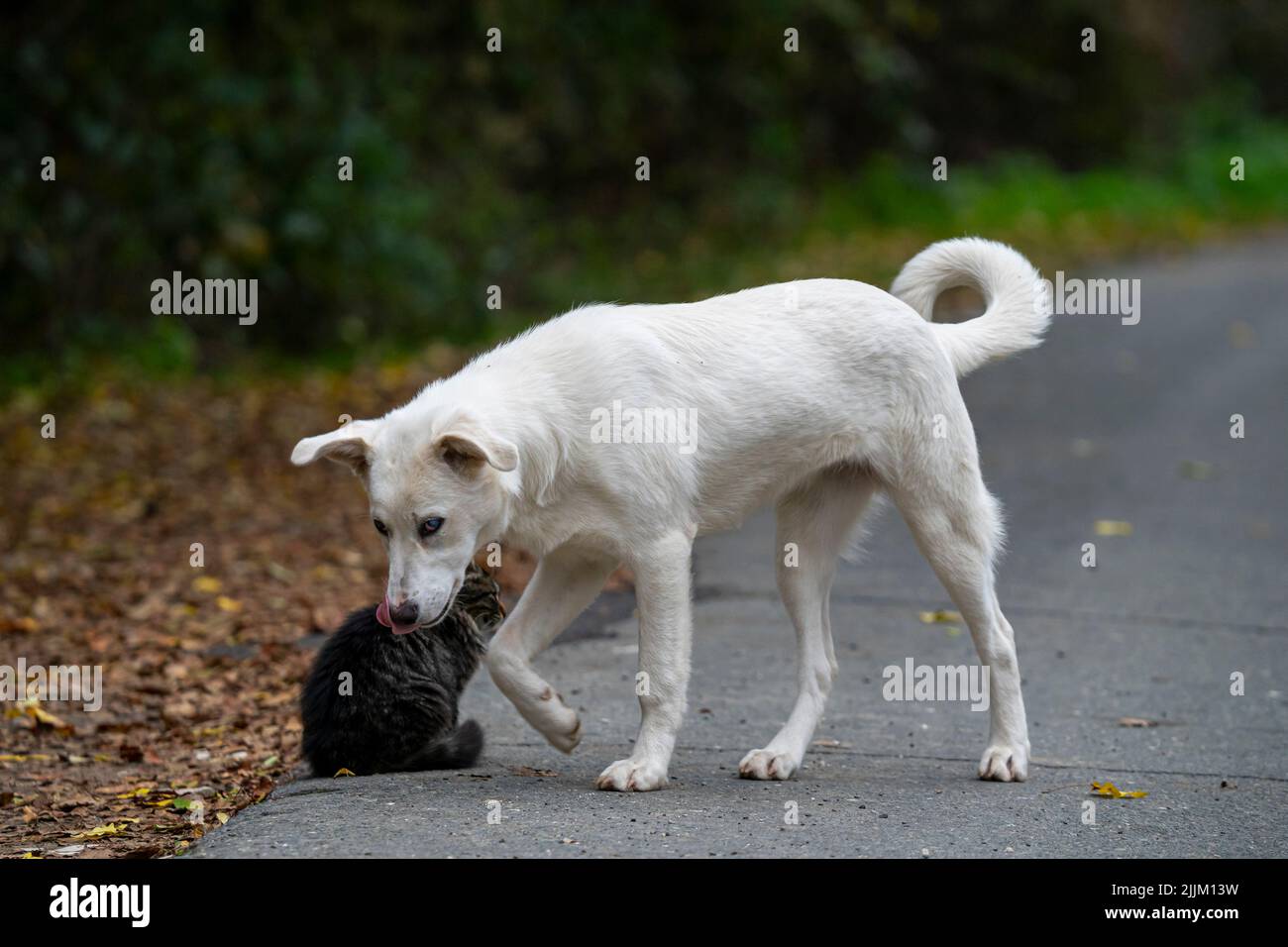 A funny couple of a stray dog and cat wandering outdoors Stock Photo ...