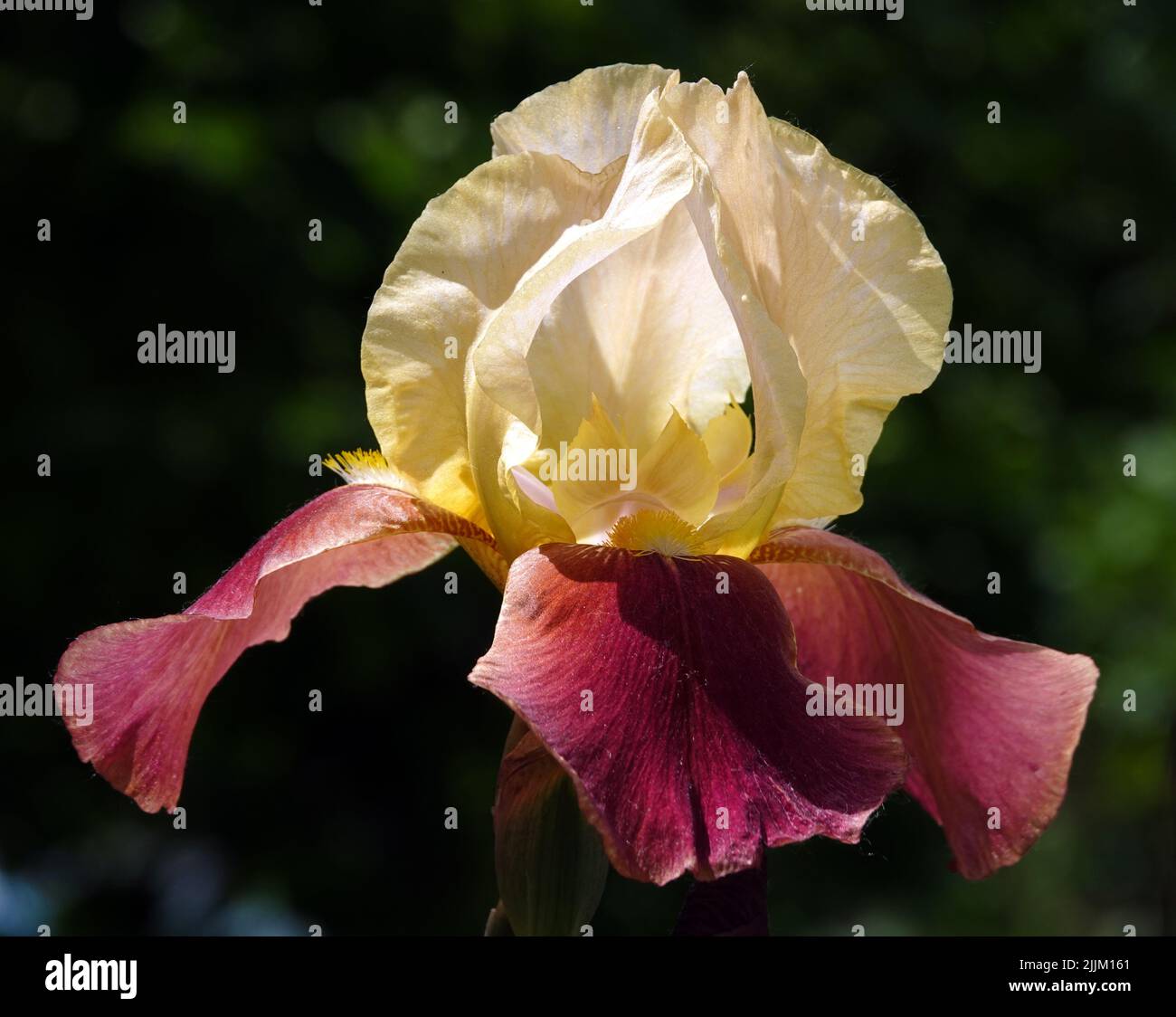 Iris bloom in large flowers with different colors and shades Stock ...