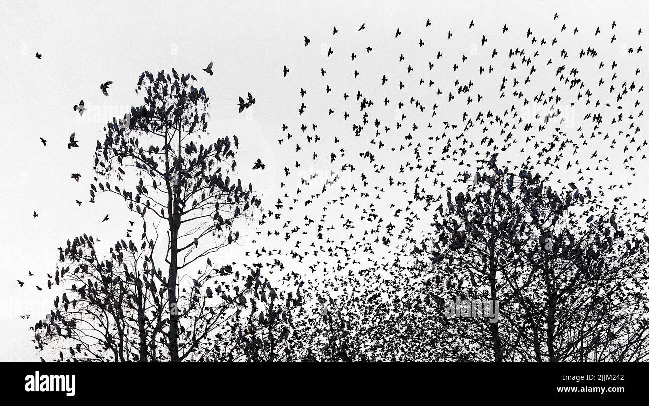 Thousands of birds return to their nests Stock Photo - Alamy