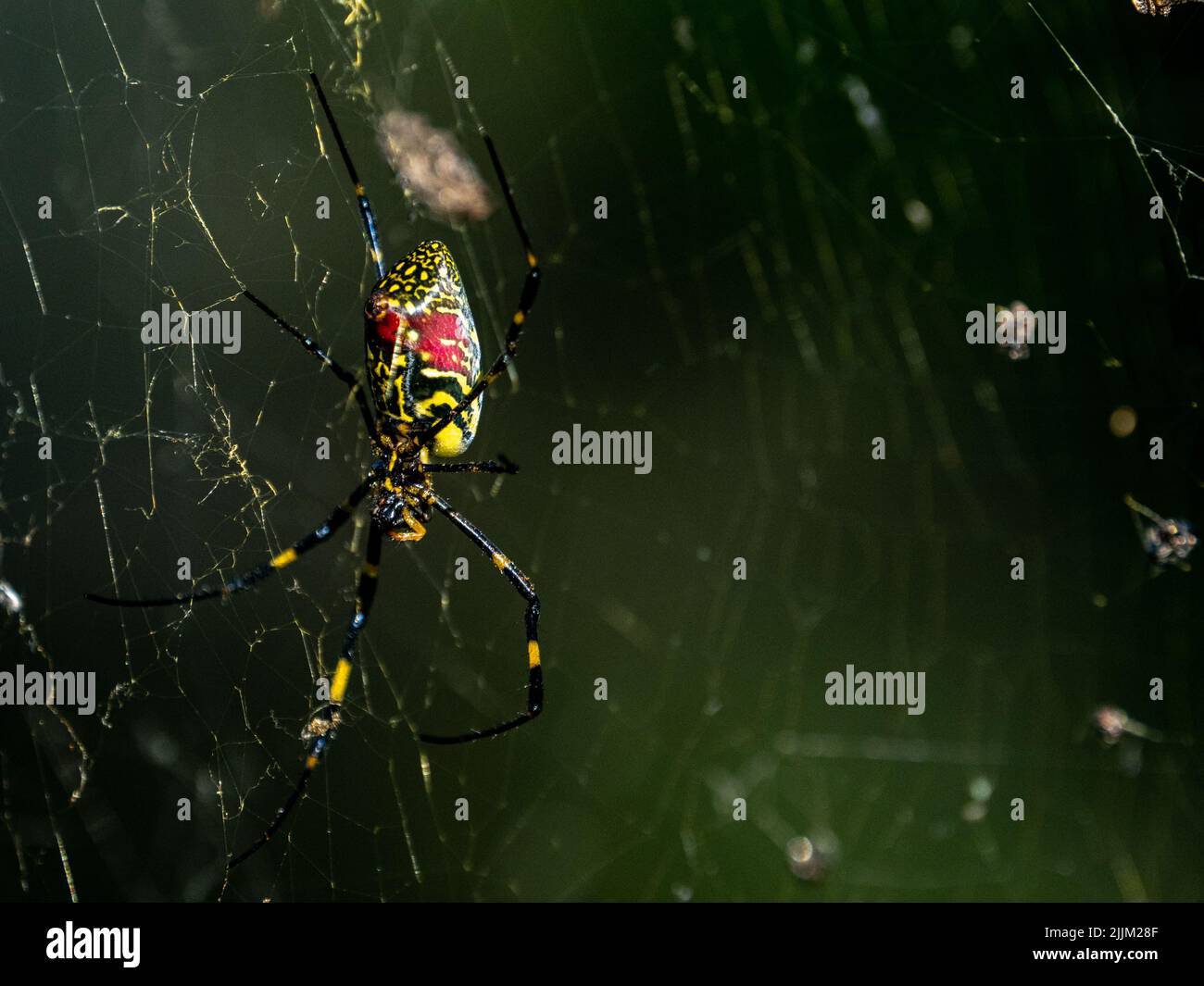A female Joro Spider on its web in Yokohama Park, Japan Stock Photo - Alamy
