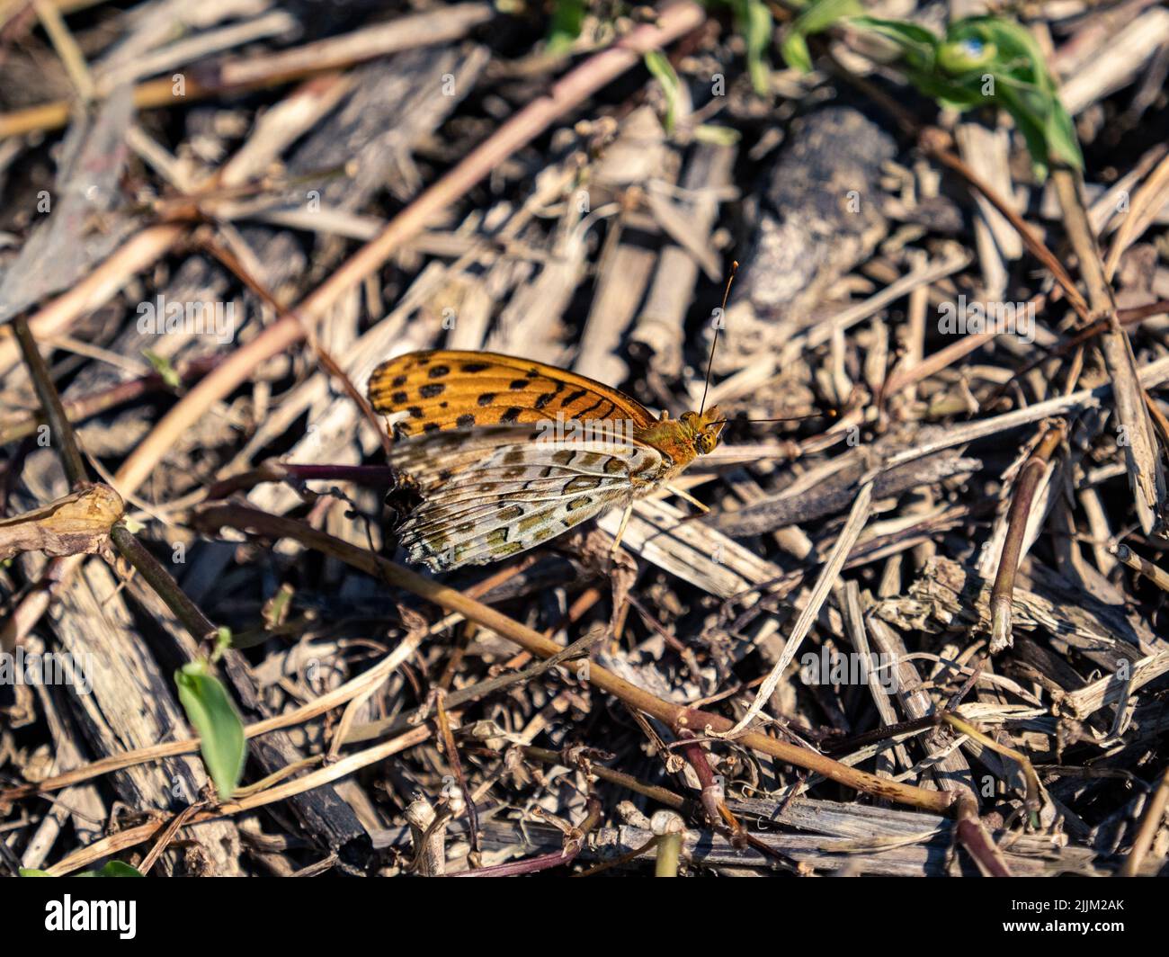 A macro shot of a Tropical Fritillary on the ground of Izumi Forest ...