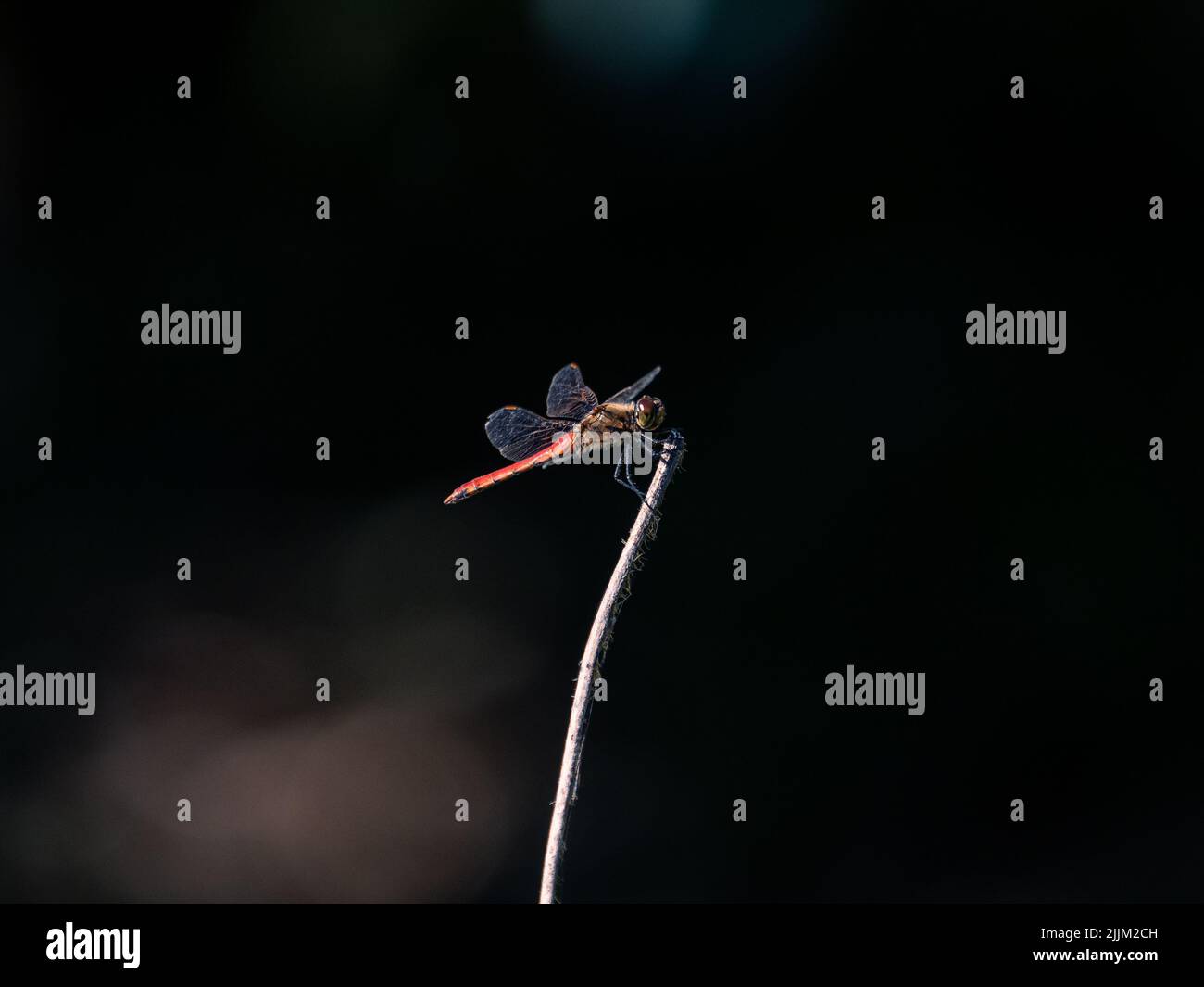 Black darter dragonfly on white hi-res stock photography and images - Alamy