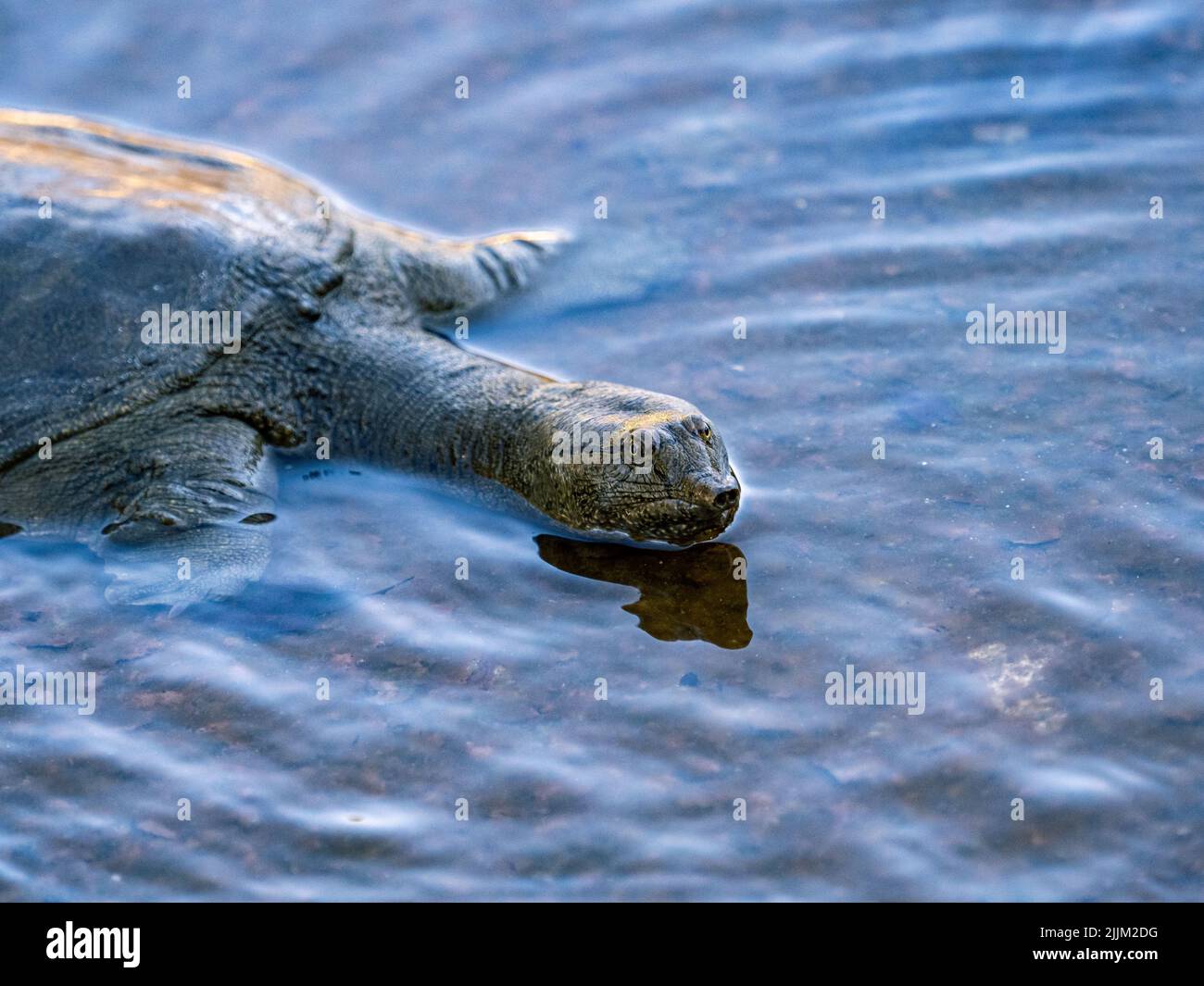 An amur softshell turtle (Pelodiscus maackii), or Northern Chinese ...