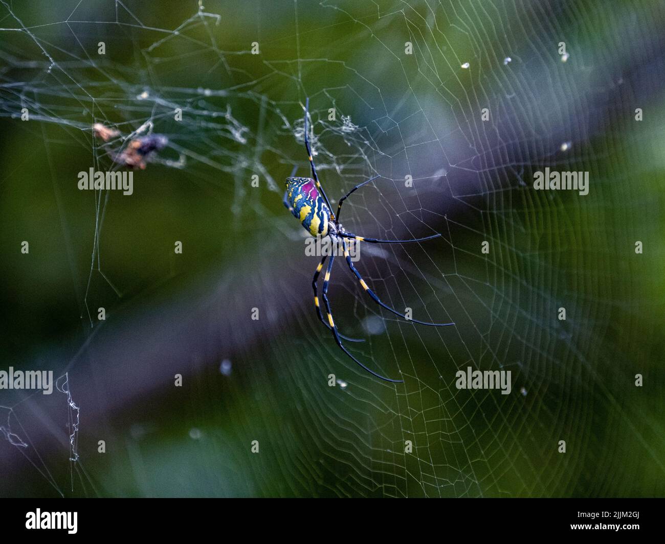 Female joro spider hi-res stock photography and images - Alamy