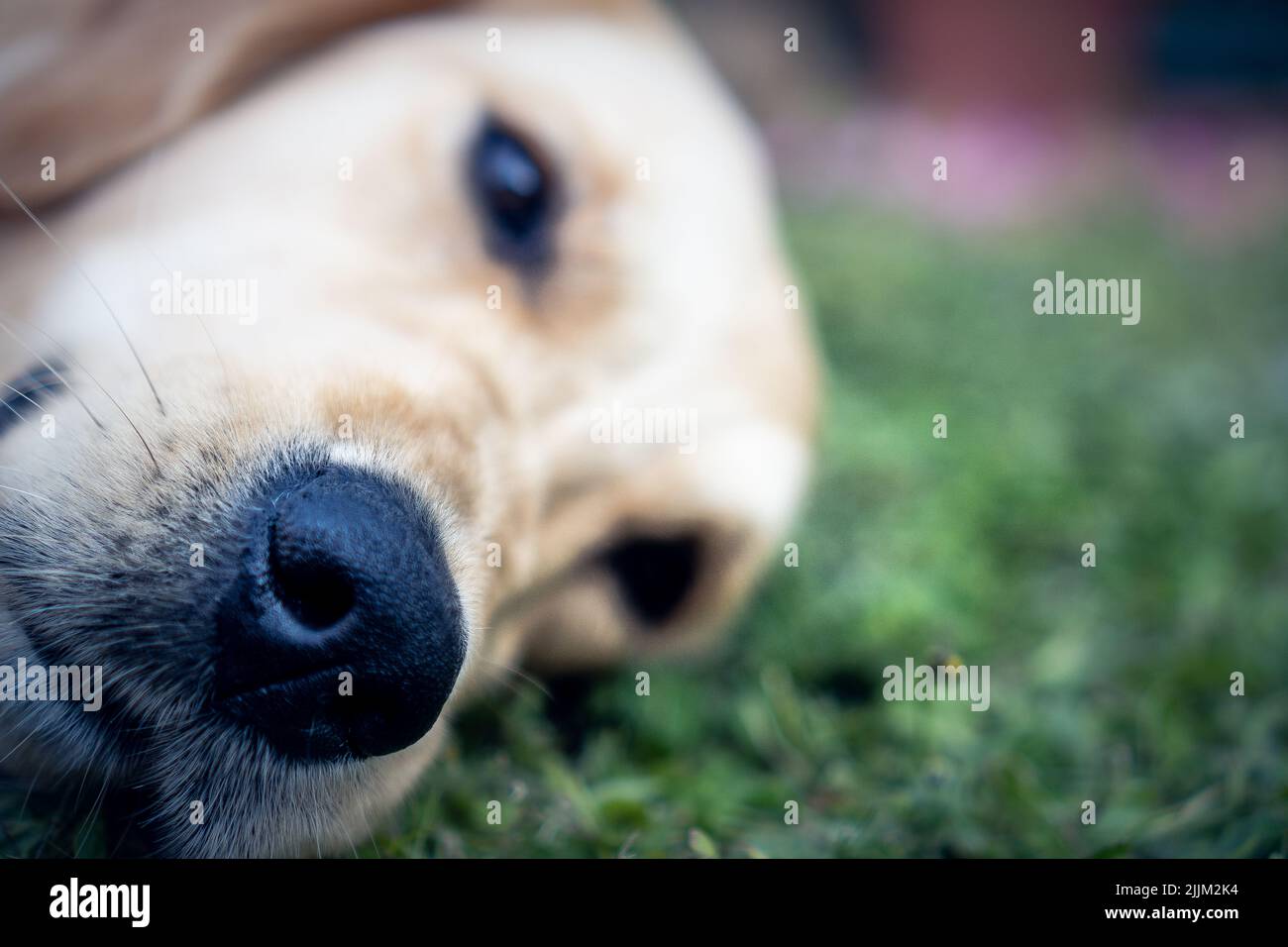 Happy golden retriever hi-res stock photography and images - Alamy