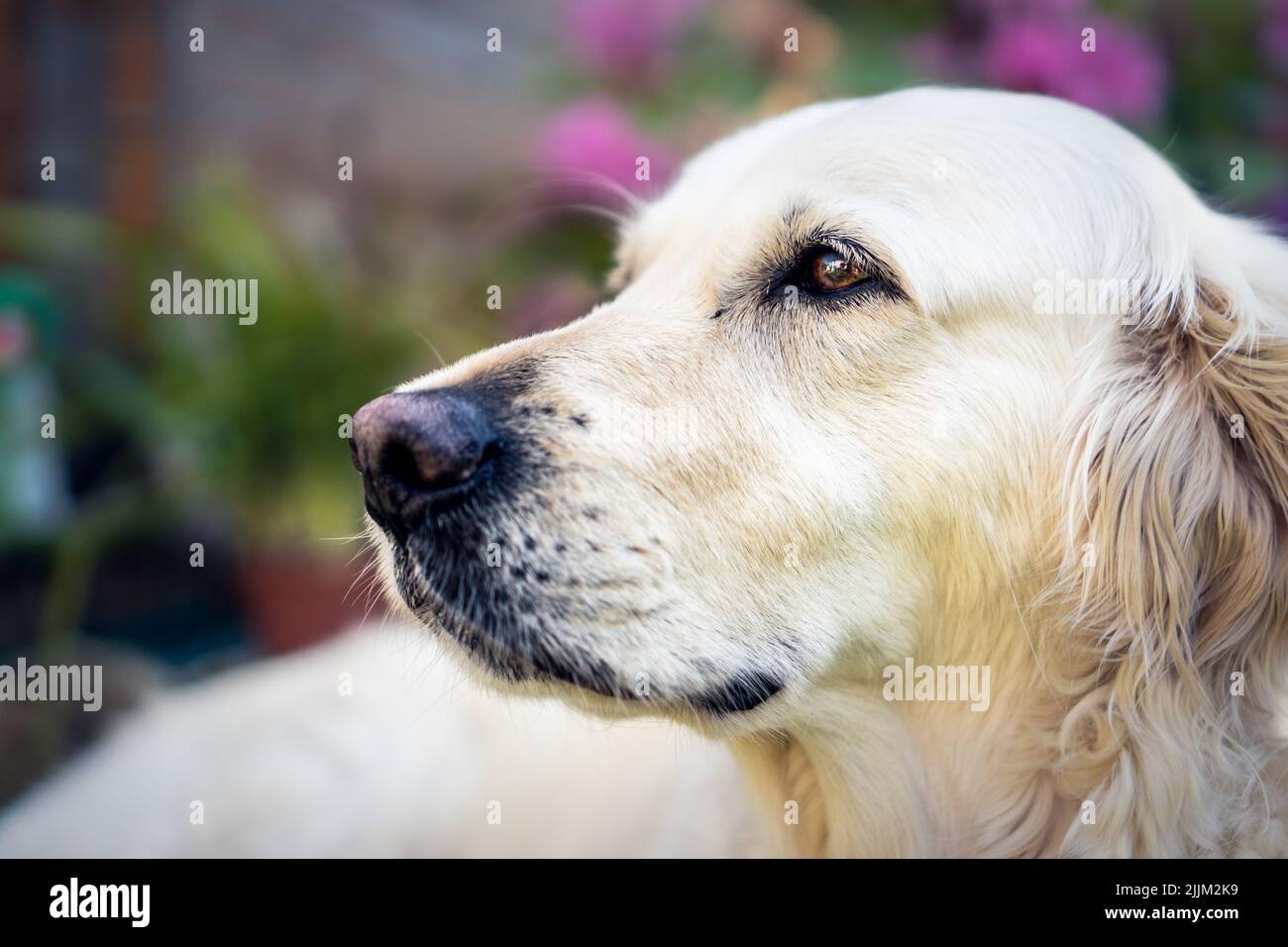 Happy golden retriever hi-res stock photography and images - Alamy
