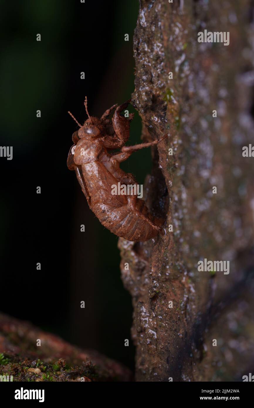 Cicada on a wet tree in black background on a rain night in agumbe ...