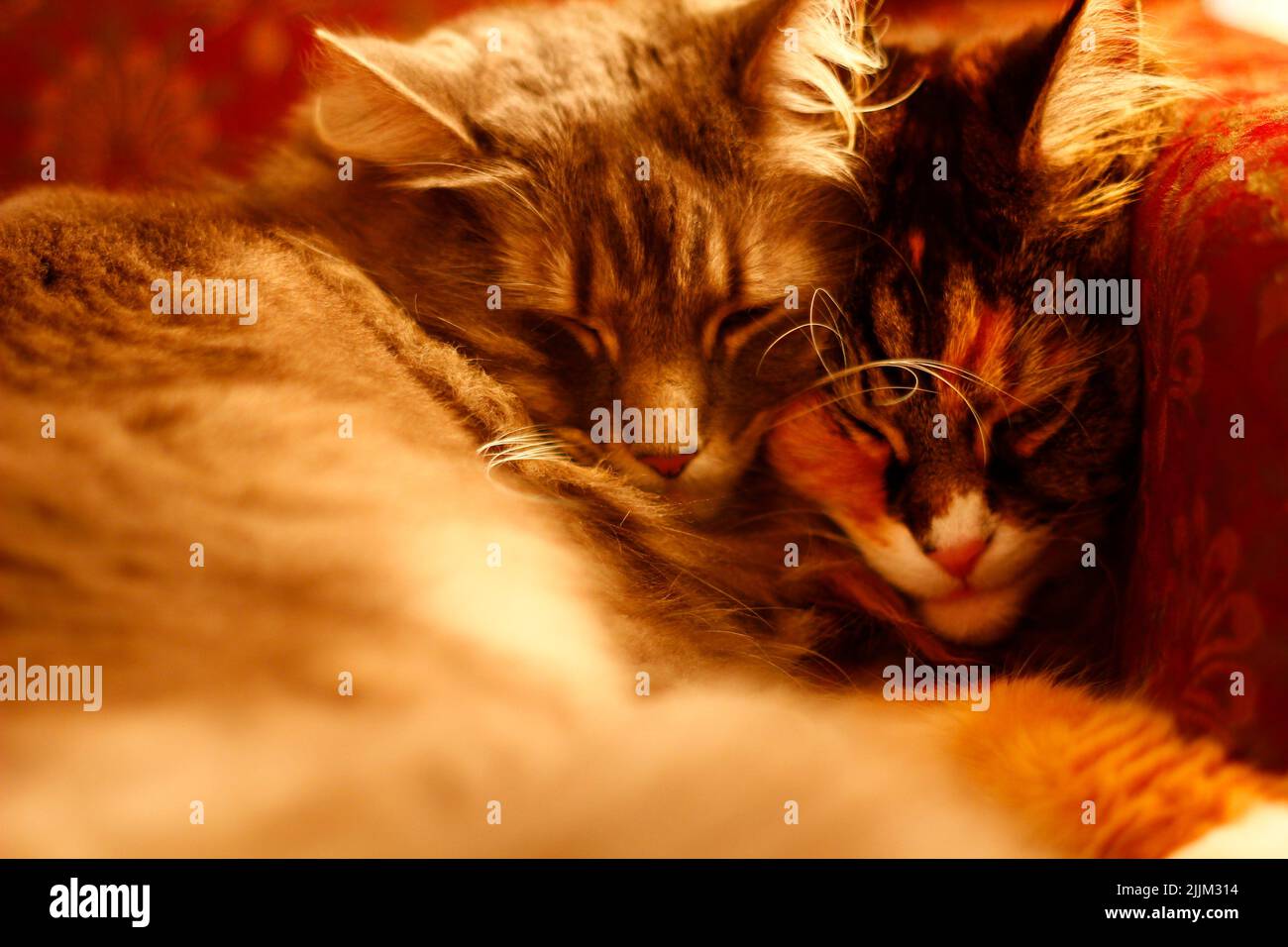 Cats hugging hi-res stock photography and images - Alamy