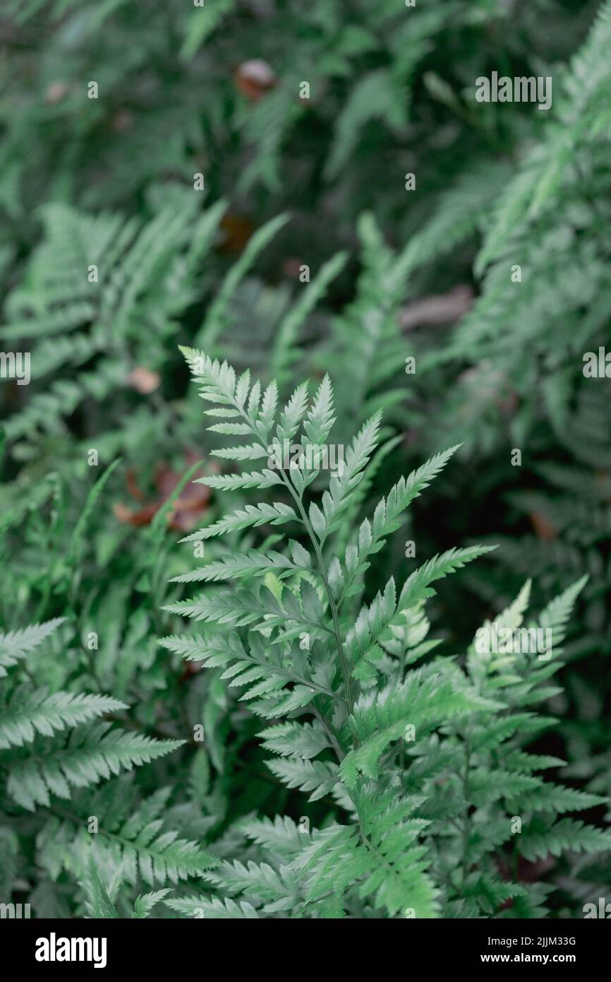 Ferns in summer forest background hi-res stock photography and images ...