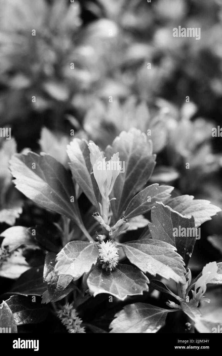 Leafy detail Black and White Stock Photos & Images - Alamy