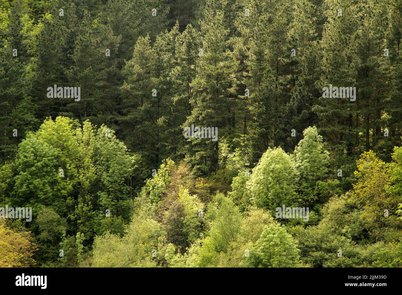 Beautiful lush trees hi-res stock photography and images - Alamy