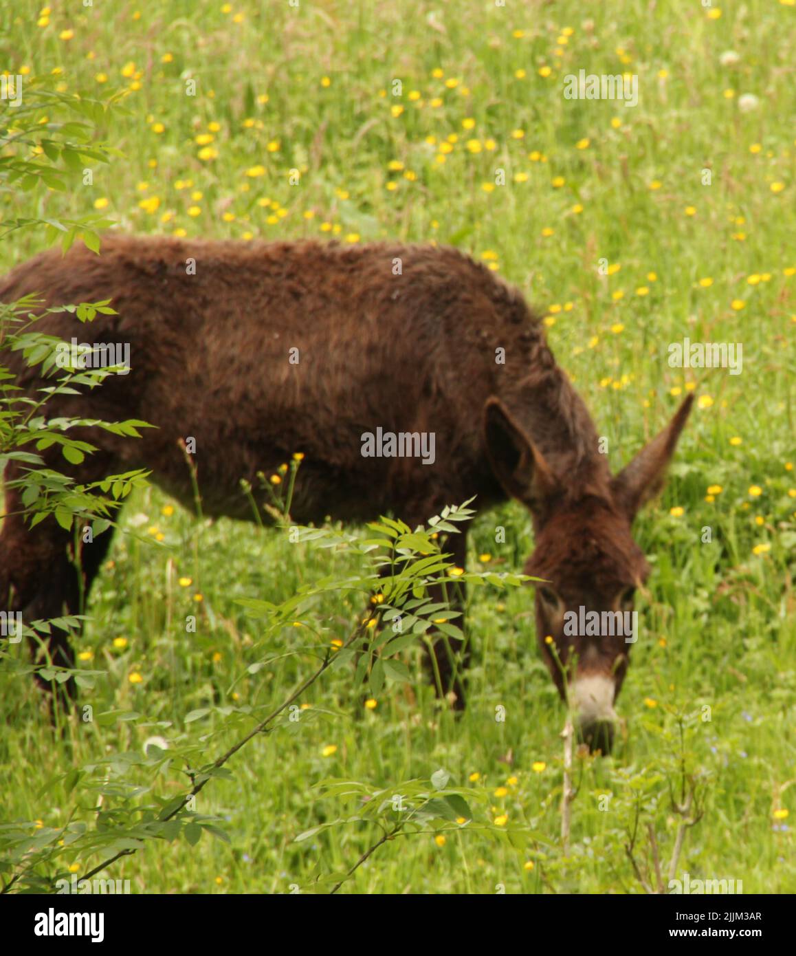 Donkey eating hi-res stock photography and images - Alamy