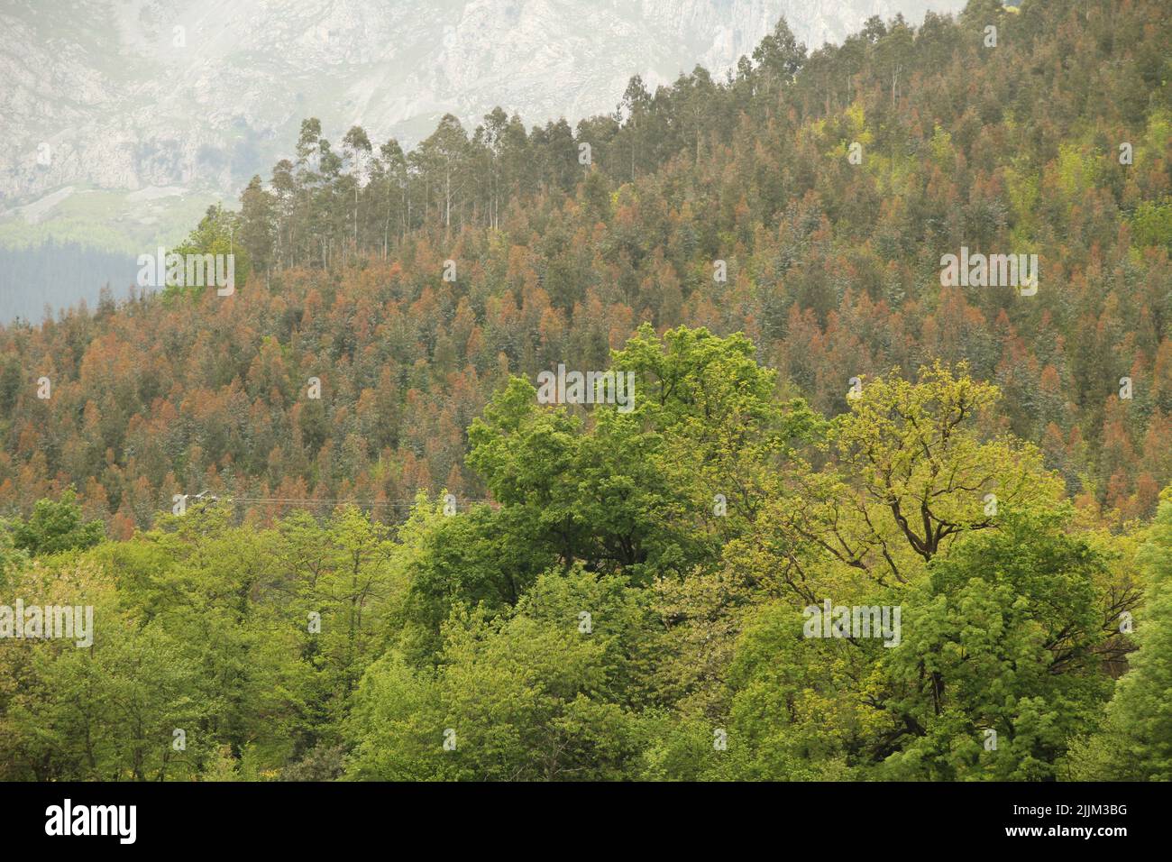 Beautiful lush trees hi-res stock photography and images - Alamy