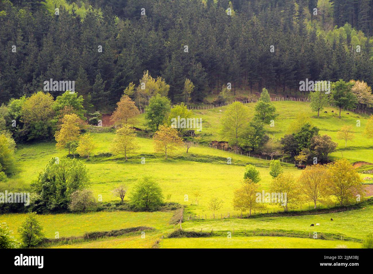 A landscape of vast trees on a hilly terrain in the countryside Stock ...