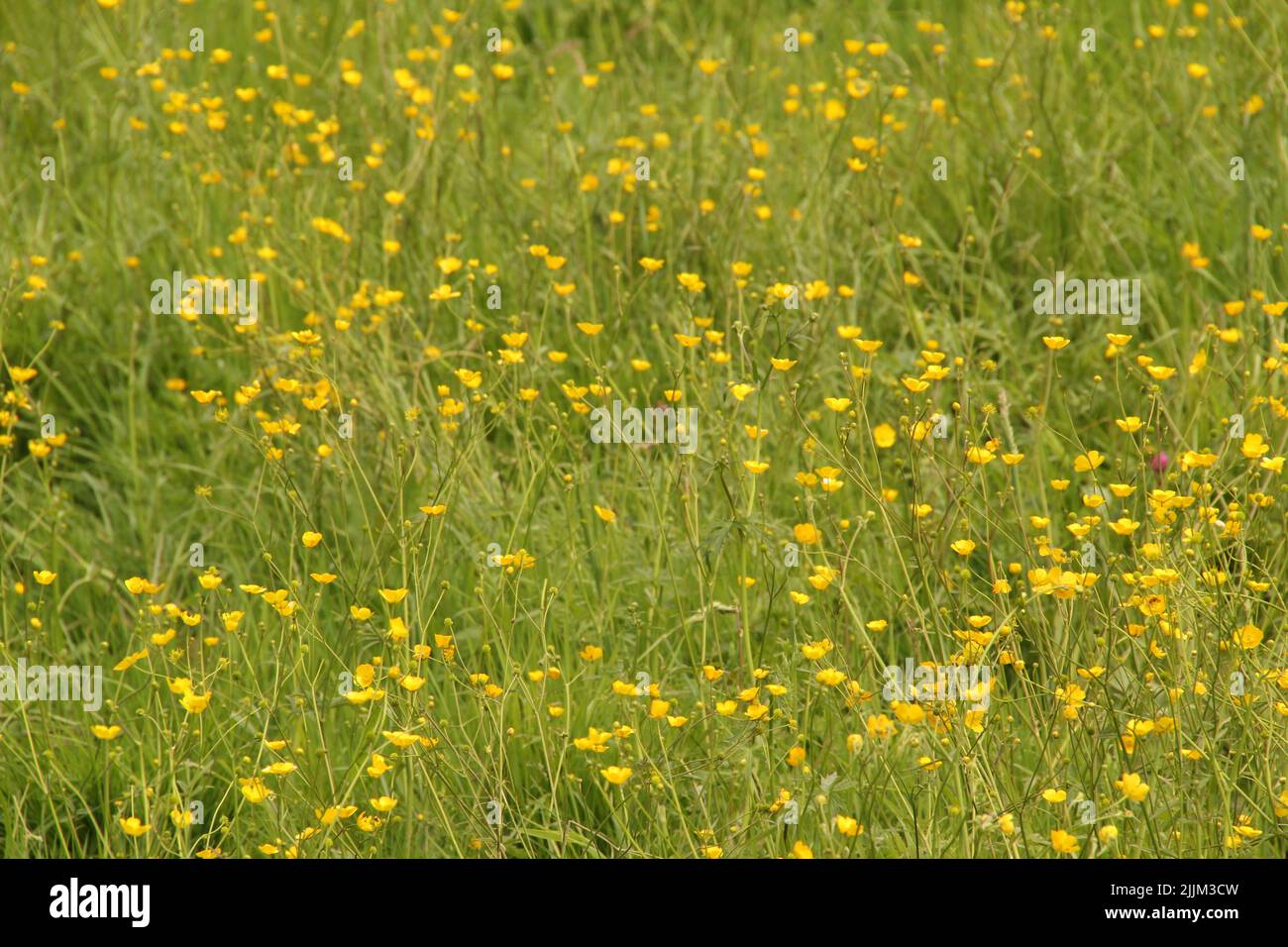 Beautiful wildflowers field texture hi-res stock photography and images ...