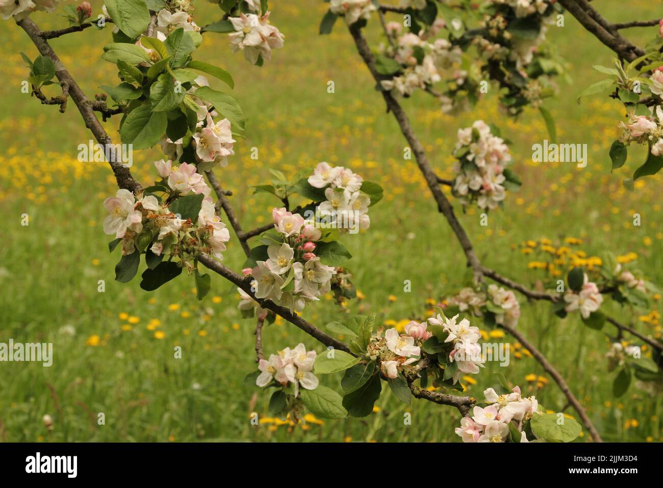 Apple tree petals hi-res stock photography and images - Alamy