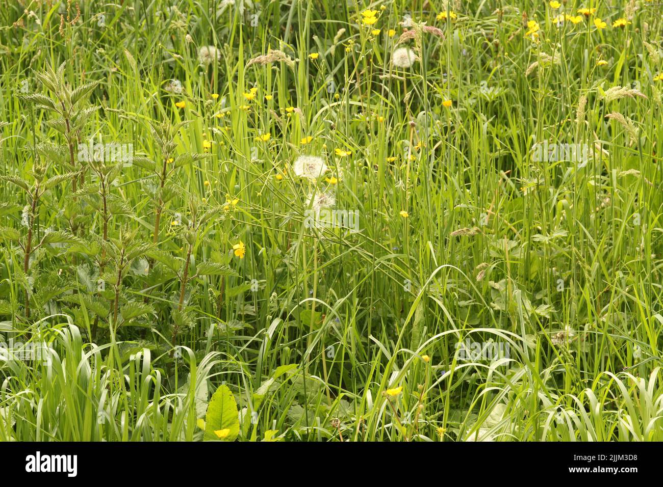 Wildflowers and grasses hi-res stock photography and images - Alamy