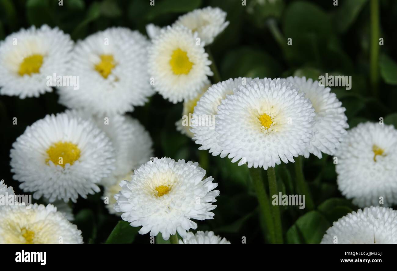 Daisy flowers of different colors decoration of city parks Stock Photo ...