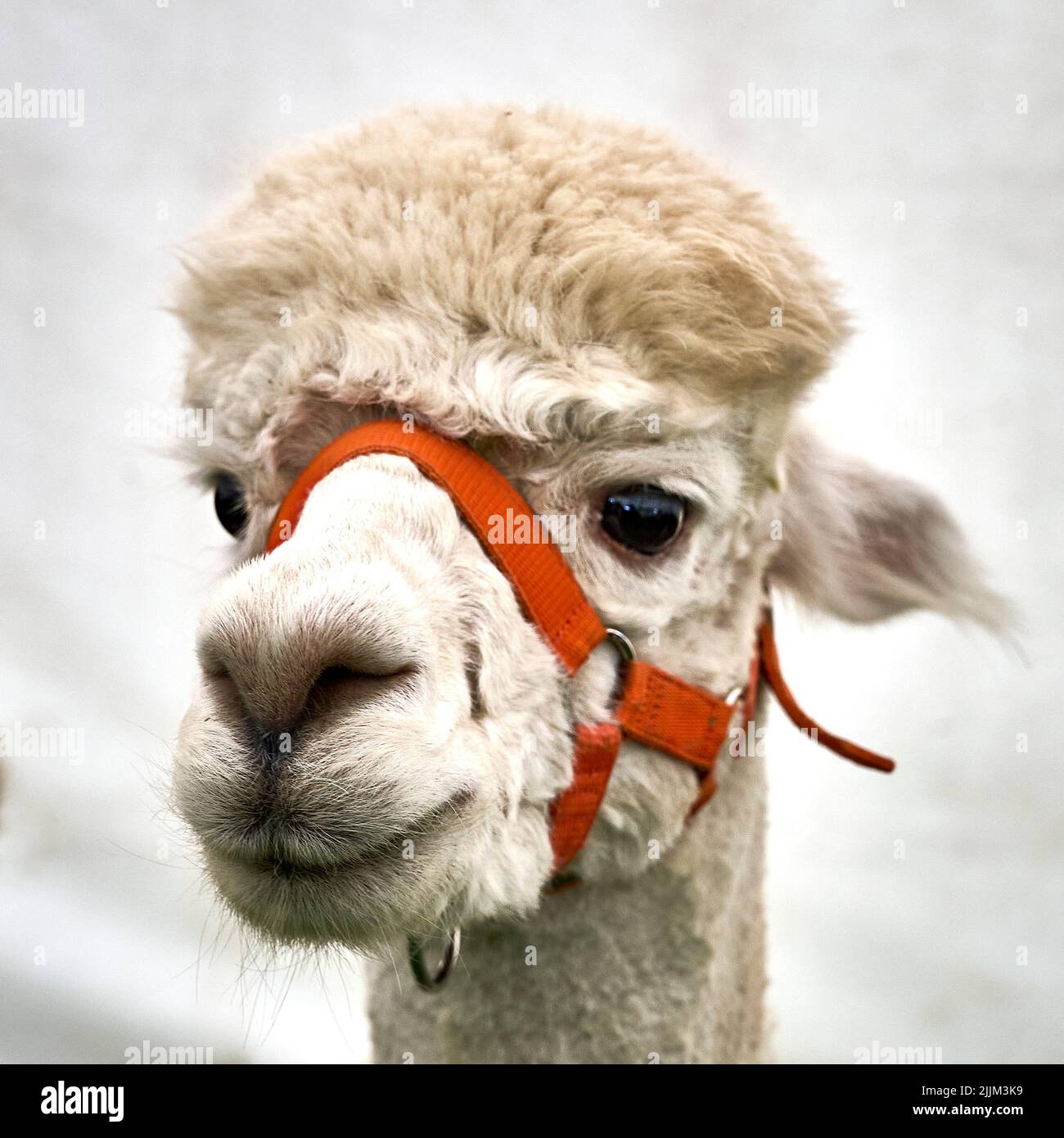 The South American Alpaca bred for its high quality wool Stock Photo ...