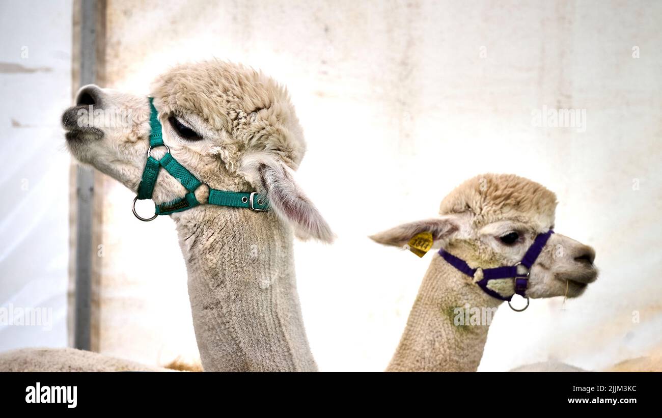 American royal show hi-res stock photography and images - Alamy