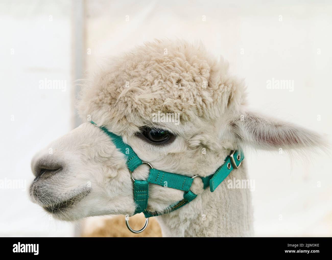 The South American Alpaca bred for its high quality wool Stock Photo ...