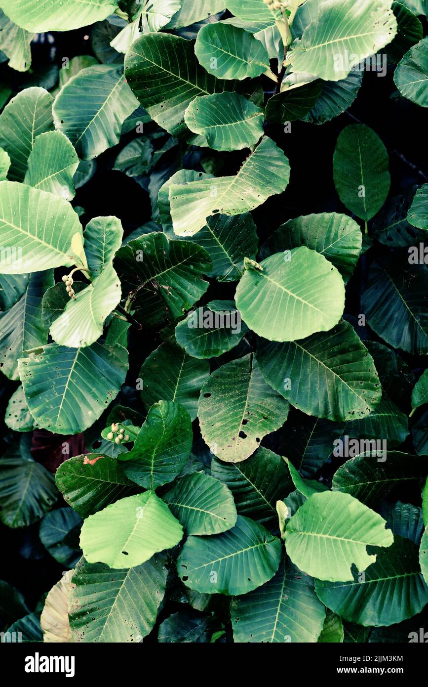 Beautiful Leaves Background For Wallpaper And Backdrop. Concept of ...