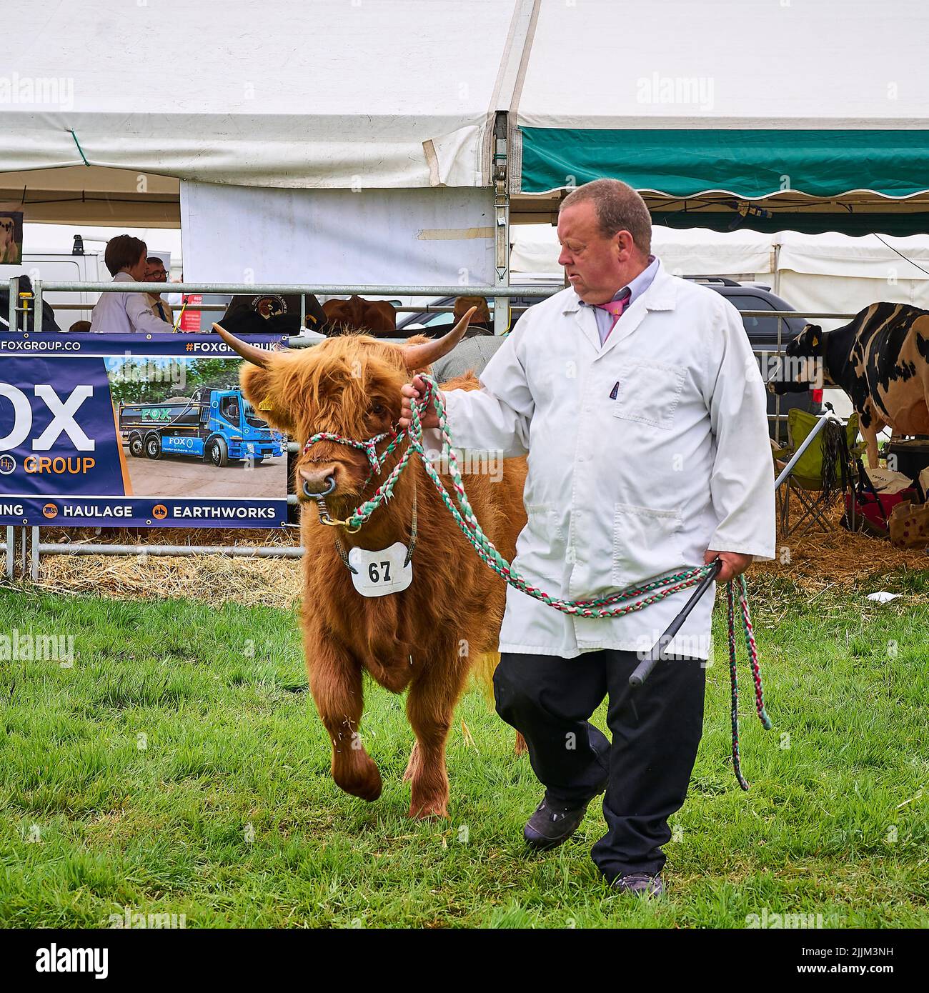 Man leading a Highland cow into the judging arena at Royal Lancashire ...