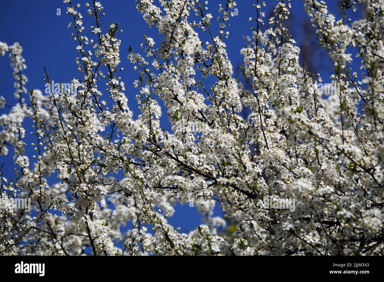 Cherry plum tree branch in spring flowers bloom Stock Photo - Alamy