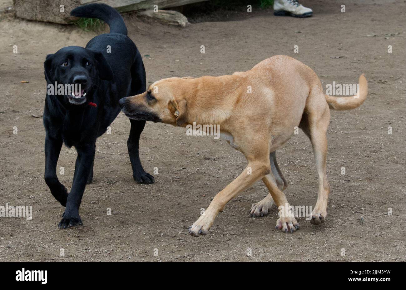 A different breed dogs playing with each other in the pa Stock Photo ...