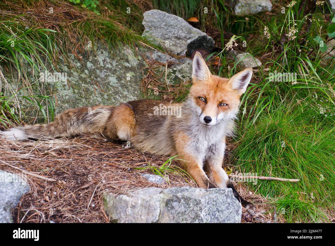 A brown fox laying on a rock surrounded by green grass Stock Photo - Alamy