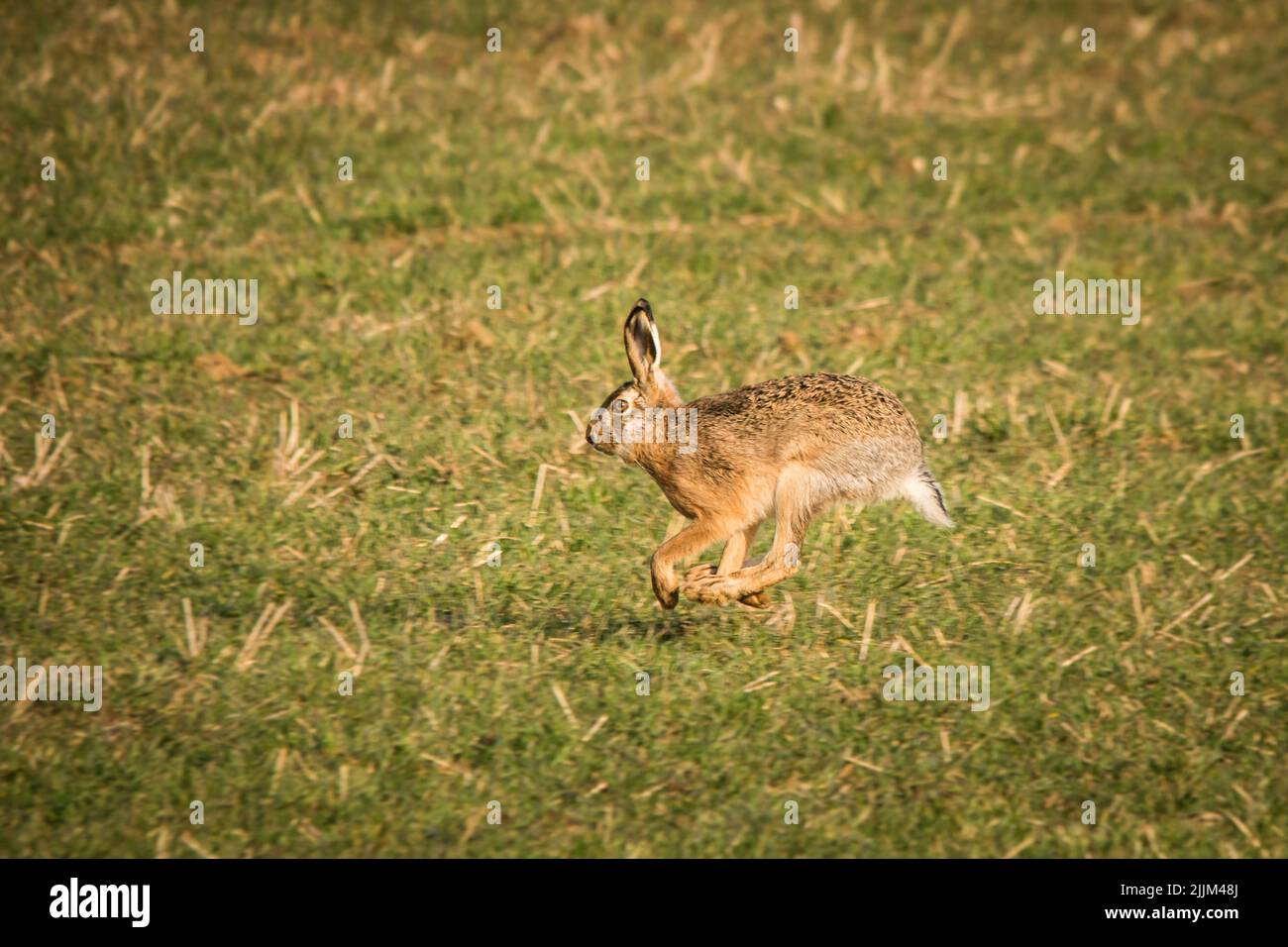 Hare running fast hi-res stock photography and images - Alamy