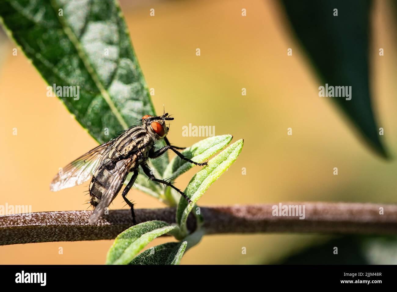 A macro shot of a fly on a tree branch isolated on a blurry background ...
