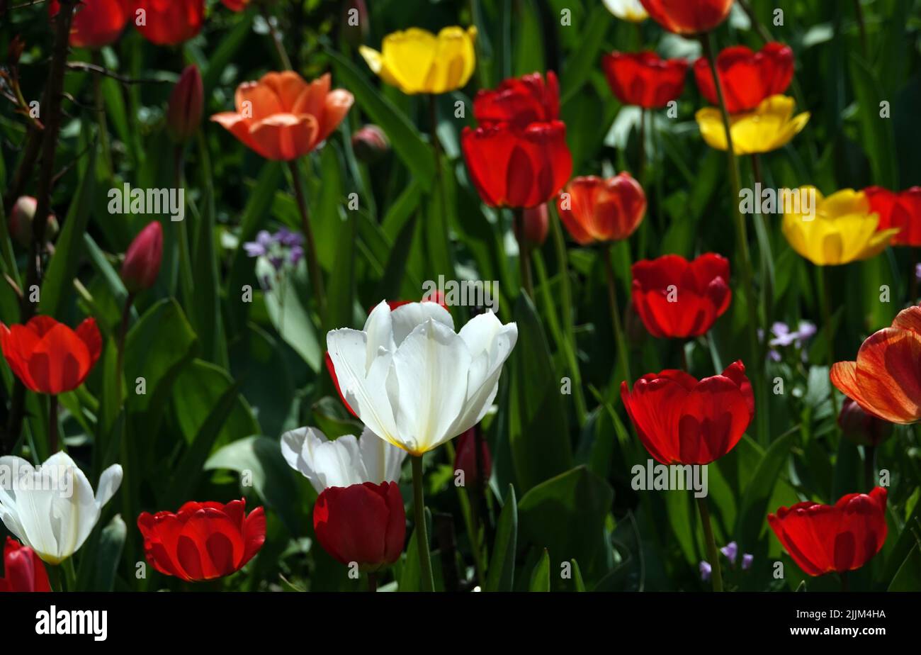 Flowers Tulips of different varieties and colors planted in the parks ...