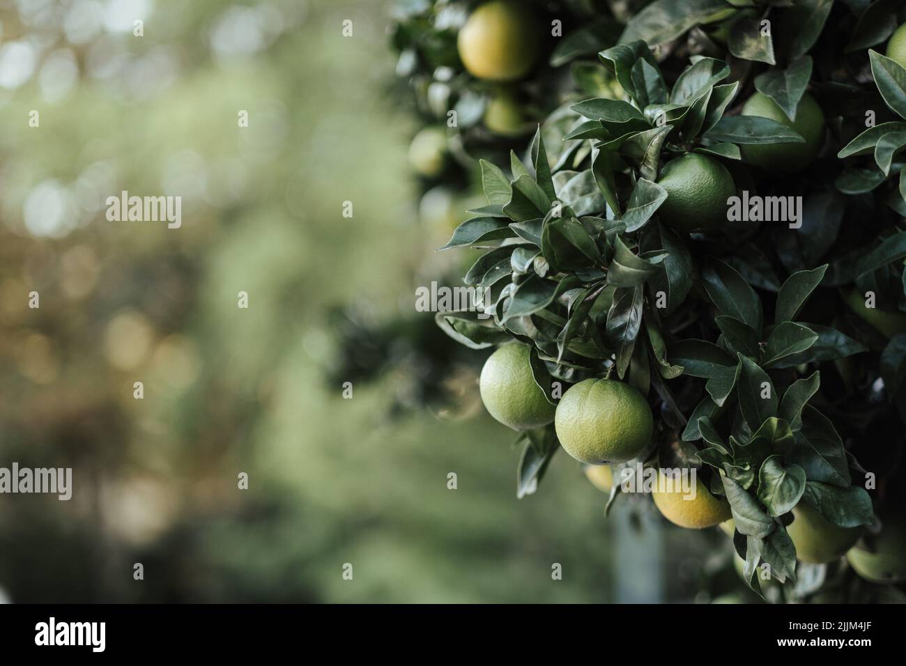 Tree bush fruit green hi-res stock photography and images - Alamy