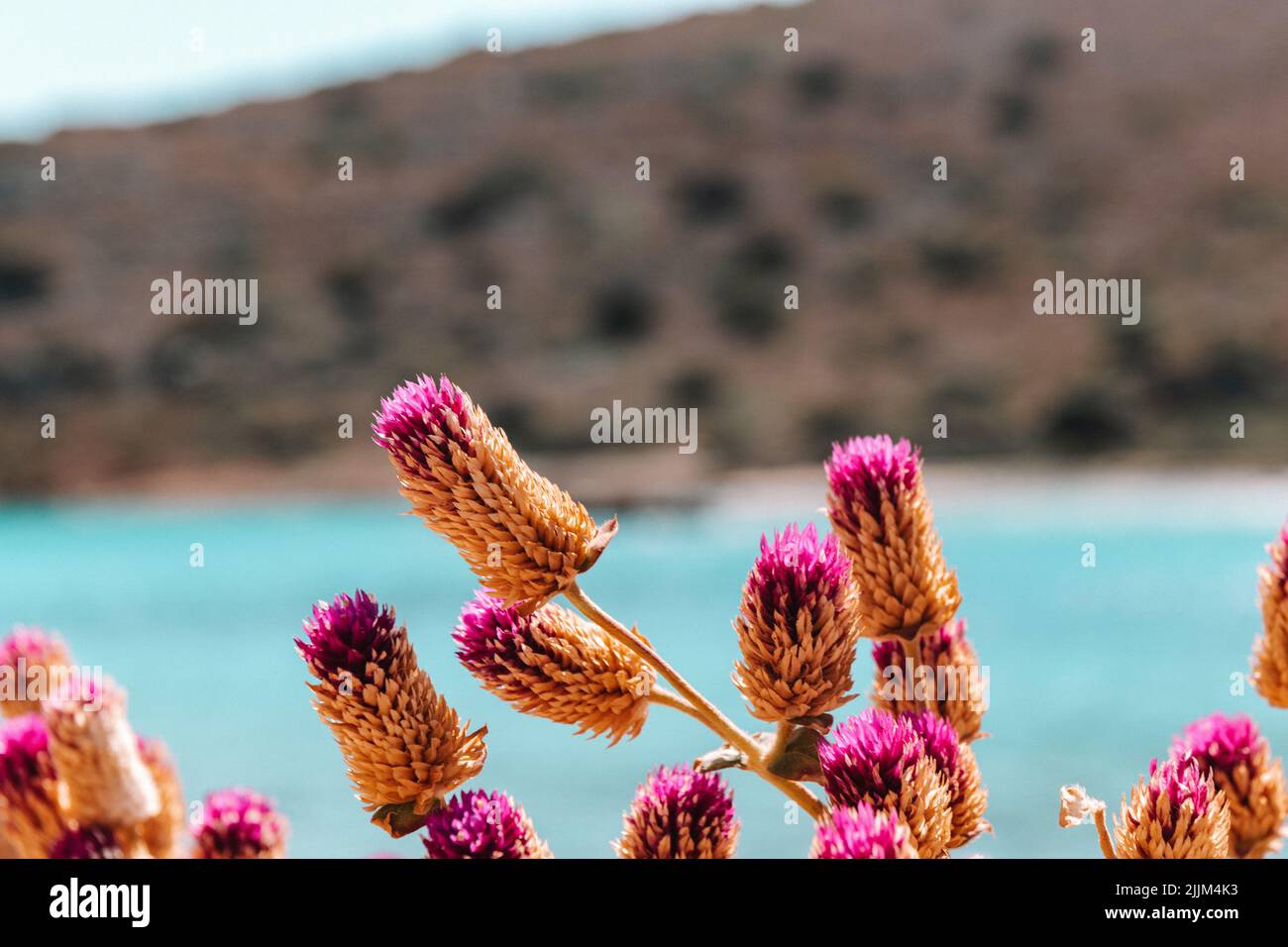 The close-up shot of crimson clover flowers with a lake view behind ...