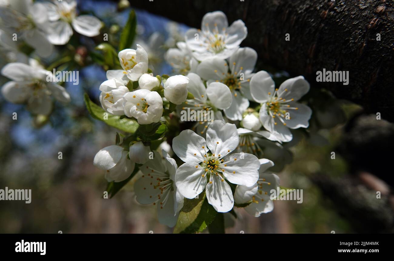 Flowering Pear tree in spring Stock Photo - Alamy