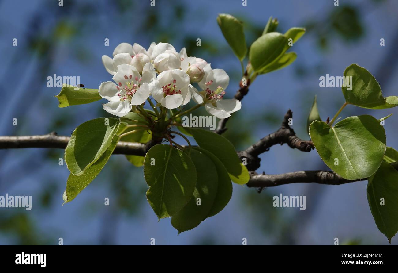 Lich leaved hi-res stock photography and images - Alamy