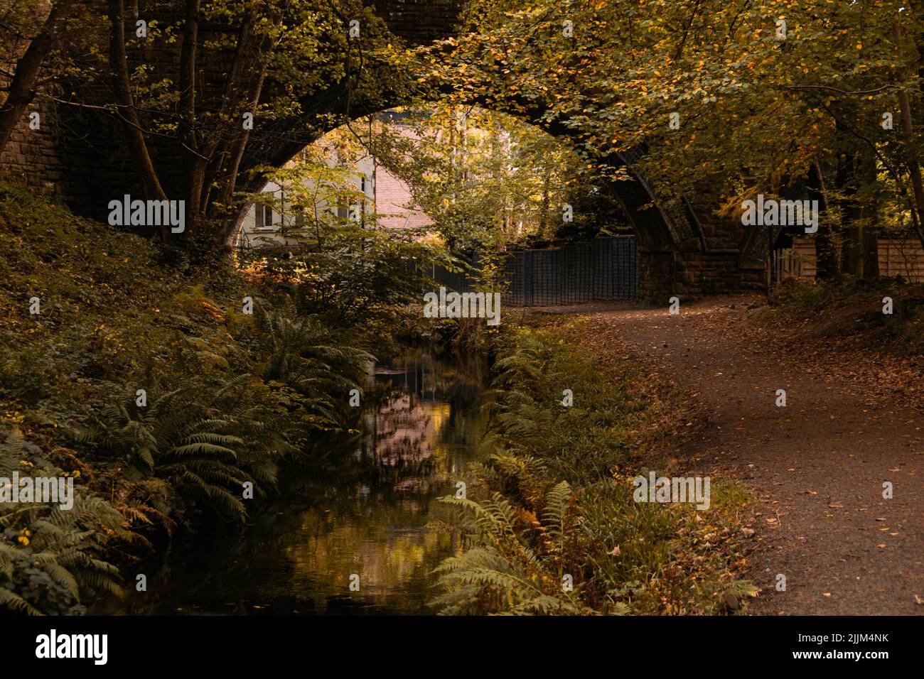 Forest tree archway hi-res stock photography and images - Alamy