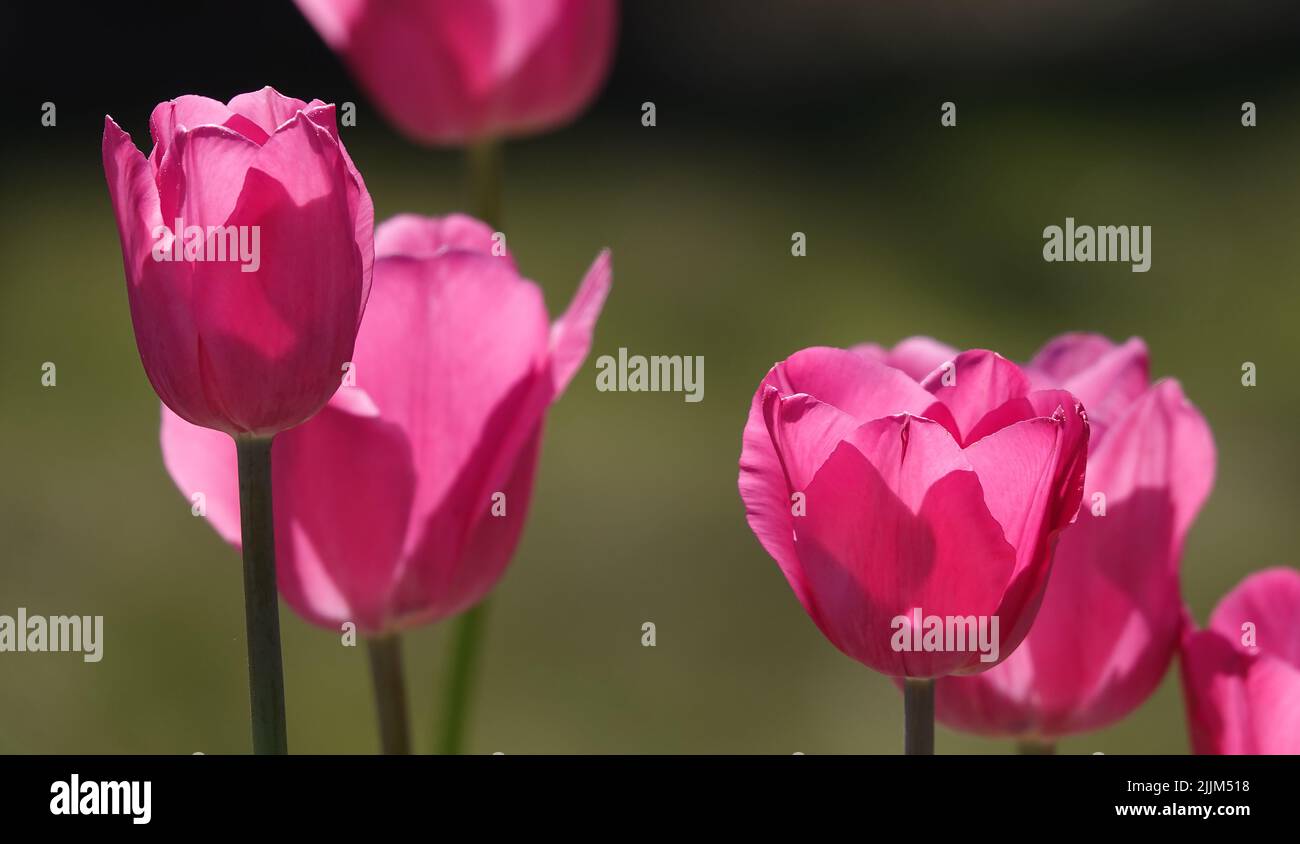 Flowers Tulips of different varieties and colors planted in the parks ...