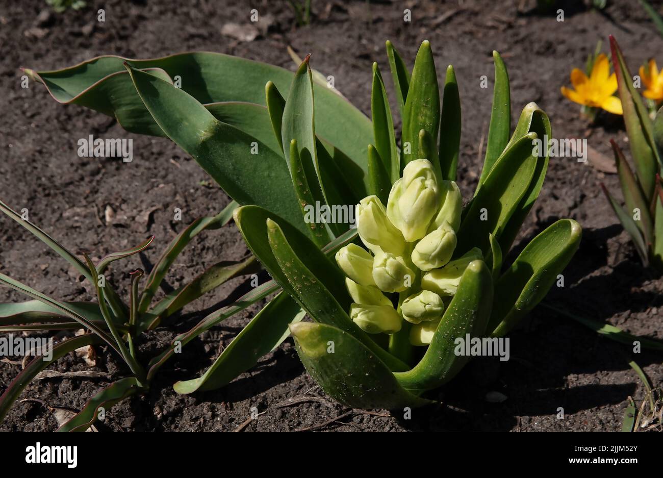 How to care for hyacinth flowers hi-res stock photography and images ...