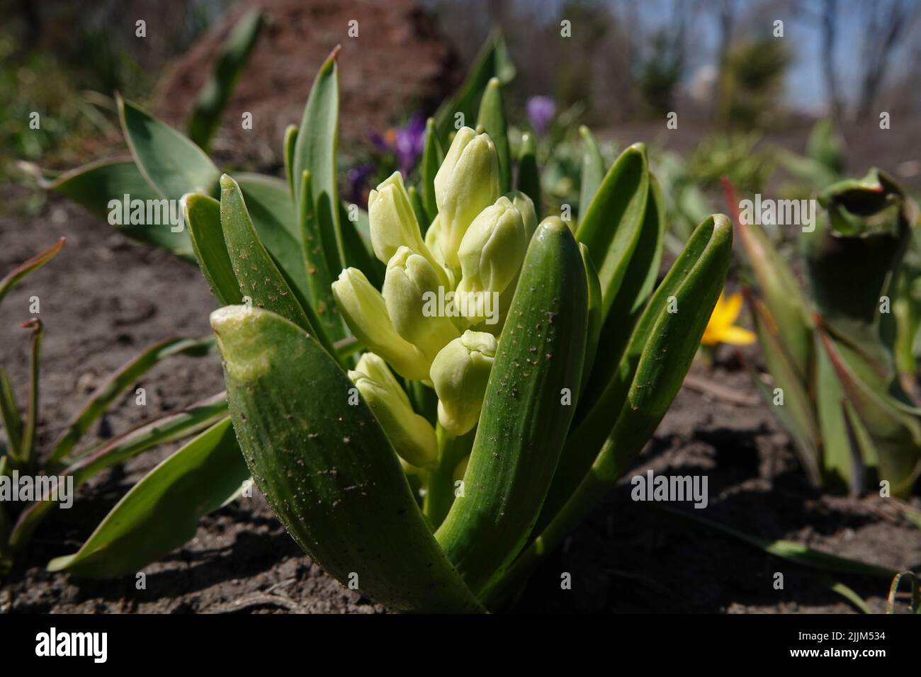 How to care for hyacinth flowers hi-res stock photography and images ...