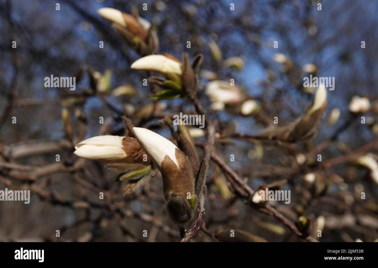 Magnolia tree stellate appearance of flowers in early spring from buds ...